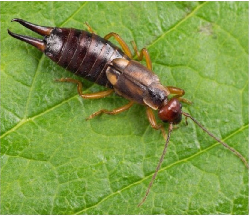 O BICHO CABIDELA - As Nossas Voltas