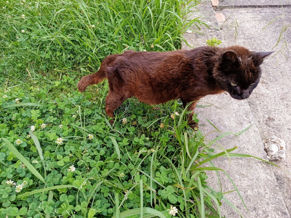 A morte de um gato de rua, muito especial - Clube de Gatos do Sapo
