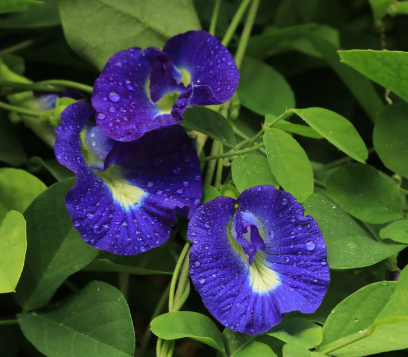 Clitoria ternatea [sementes] - Algarsementes