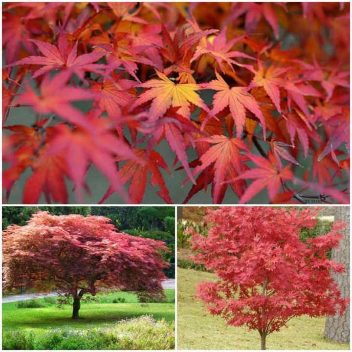 Acer palmatum [sementes] - Algarsementes
