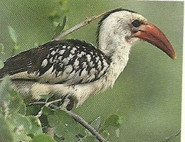 ENCICLOPÉDIA Animal ( Calau-de-bico-vermelho / Camurça) - SãoFalcão ...